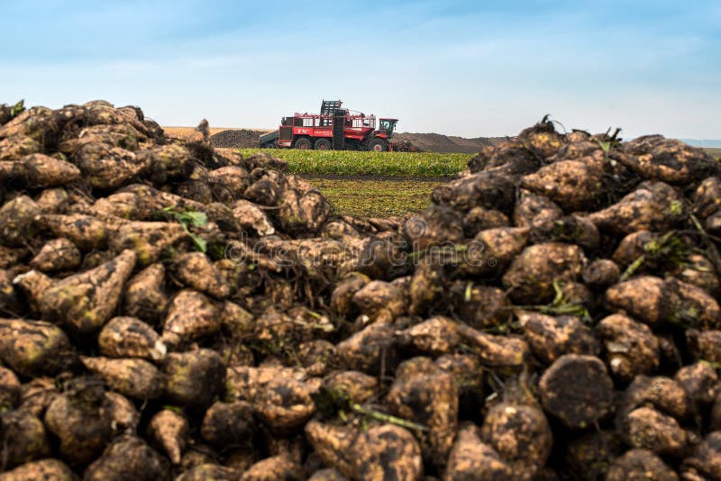 Beet Harvester in Process, Photo through Piles of Beets, Harvesting in ...