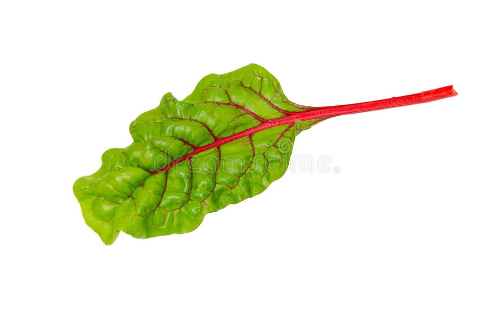 Beet Leaf with Clipping Path on White Stock Image - Image of beet, leaf ...