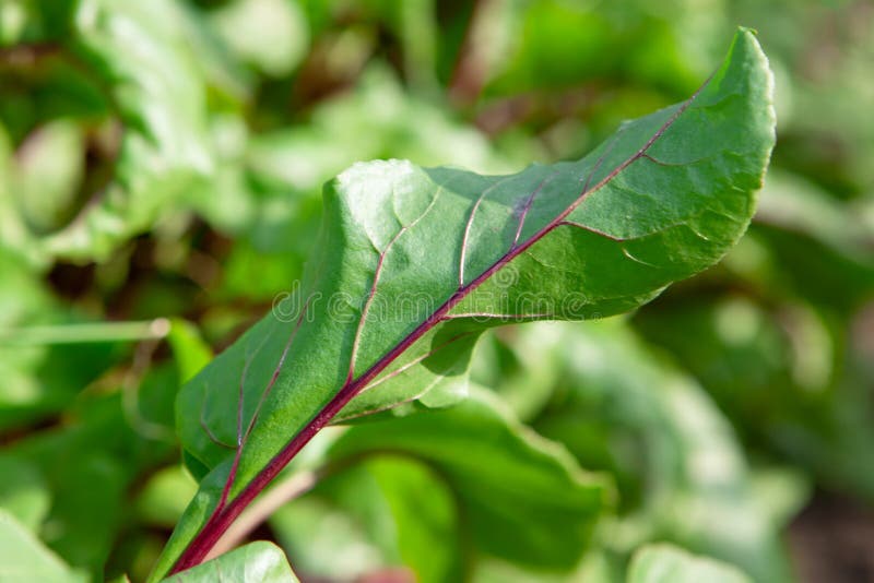 Beet leaf stock image. Image of growing, green, foliage - 205748385