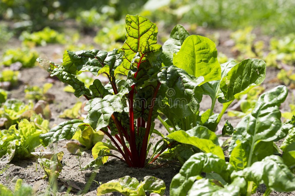 Beet Leaf Growing in the Garden in Summer Stock Image - Image of young ...
