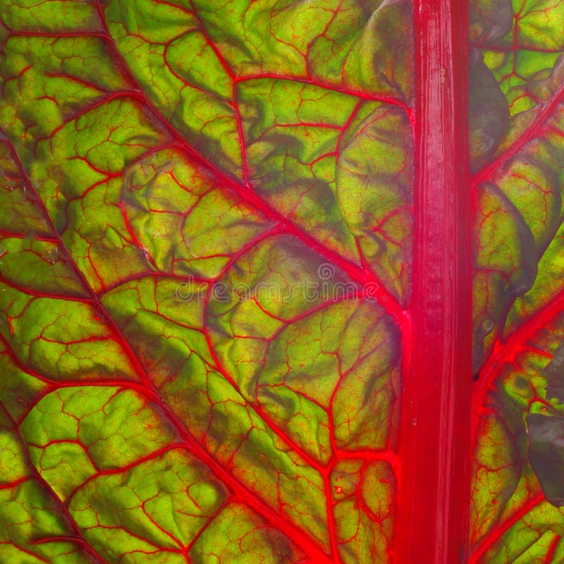 Beet leaf texture stock image. Image of foliage, color - 122813635