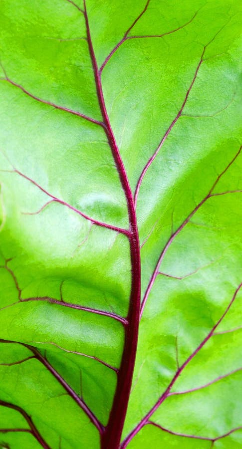 Beet Leaves. Beetroot Leaves, Fresh Beet Leaf Stock Photo - Image of ...