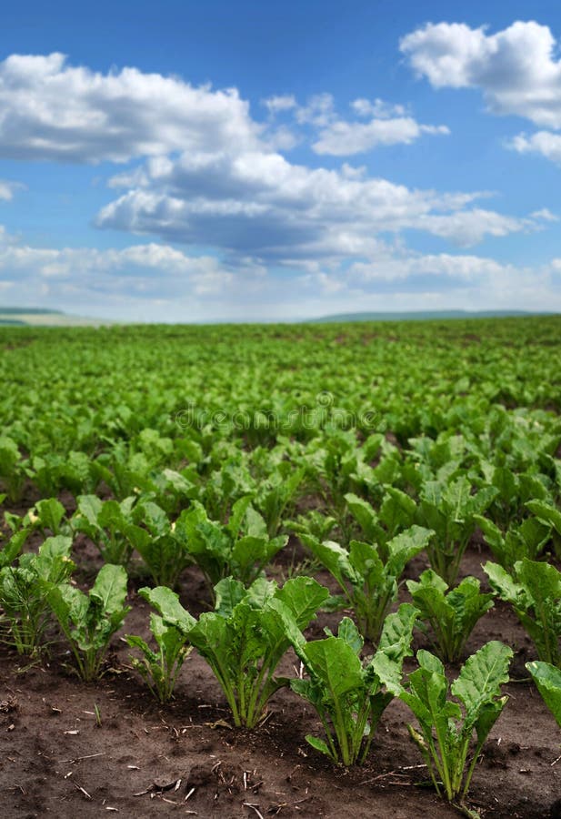 Beet Leaves in a Field with Blue Sky Stock Photo - Image of farm ...