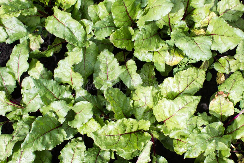 Beet leaves grow stock photo. Image of nature, young - 87764580