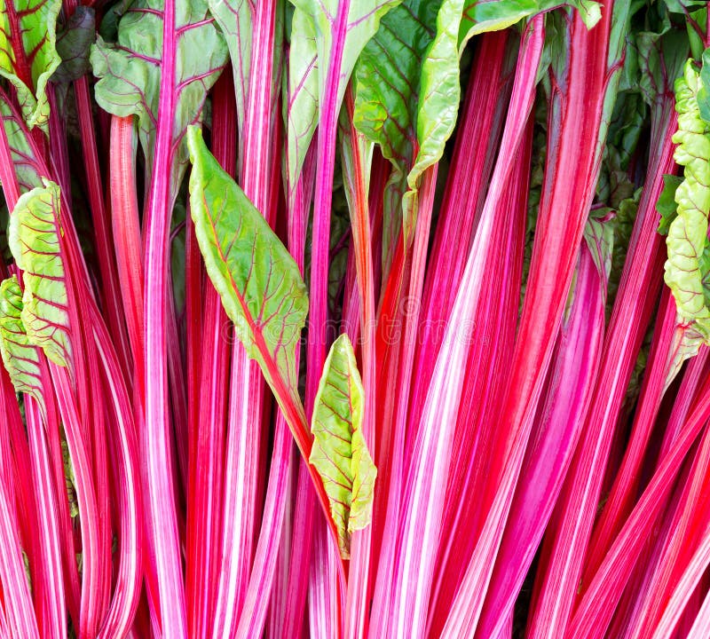 Beet Leaves. Leaf Beetroot Close-up Stock Image - Image of twig, chard ...