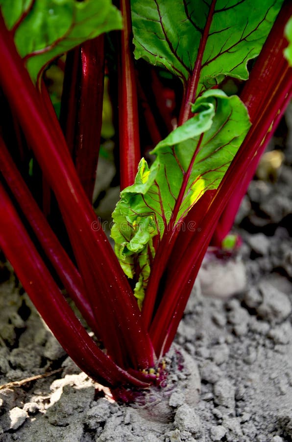Beet. stock photo. Image of cooking, harvests, vegetable - 74427512