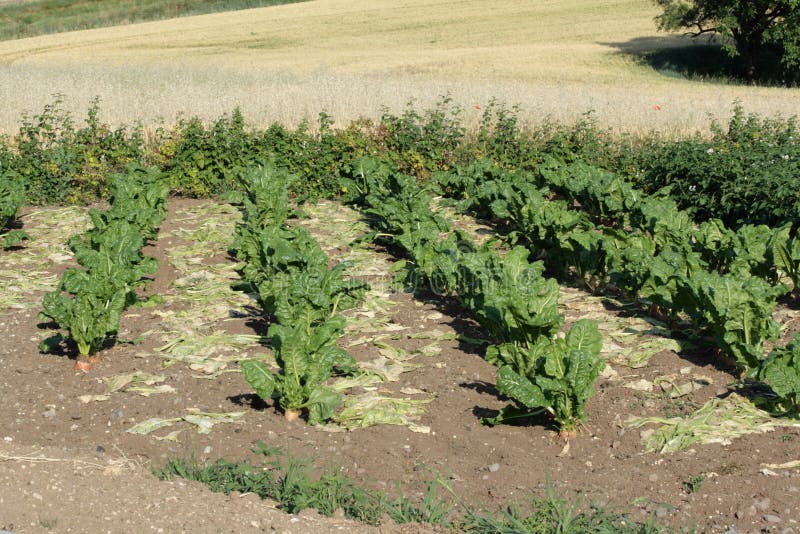 Beet plant stock image. Image of culture, garden, market - 10850765