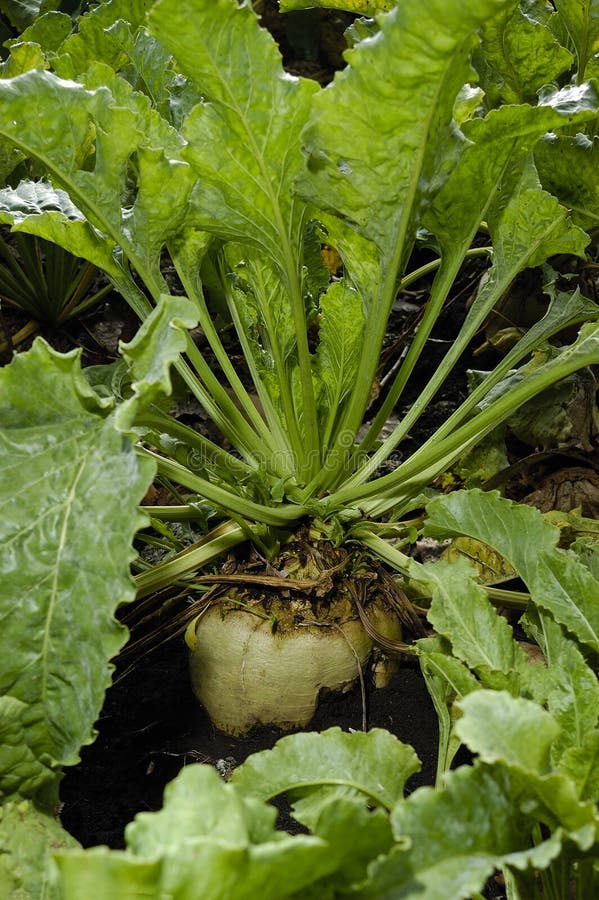 Beet plant stock image. Image of beet, colorful, sugar - 29077951