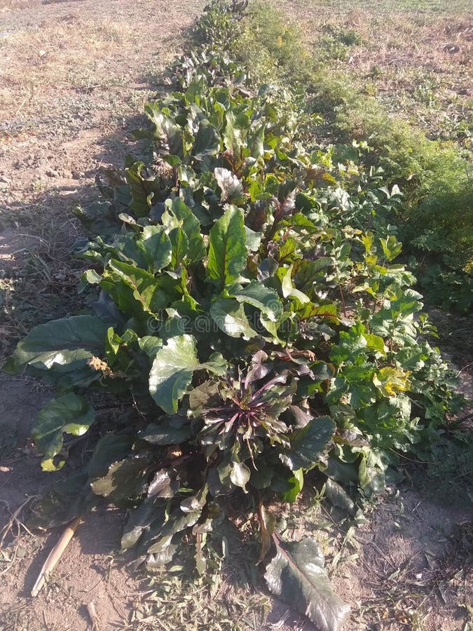 Beet stock photo. Image of vegetables, beet, plant, nature - 133426864