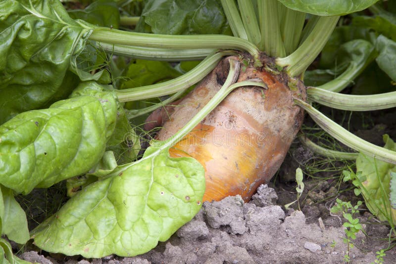 Fodder beet growing stock image. Image of beet, fodder - 28890097