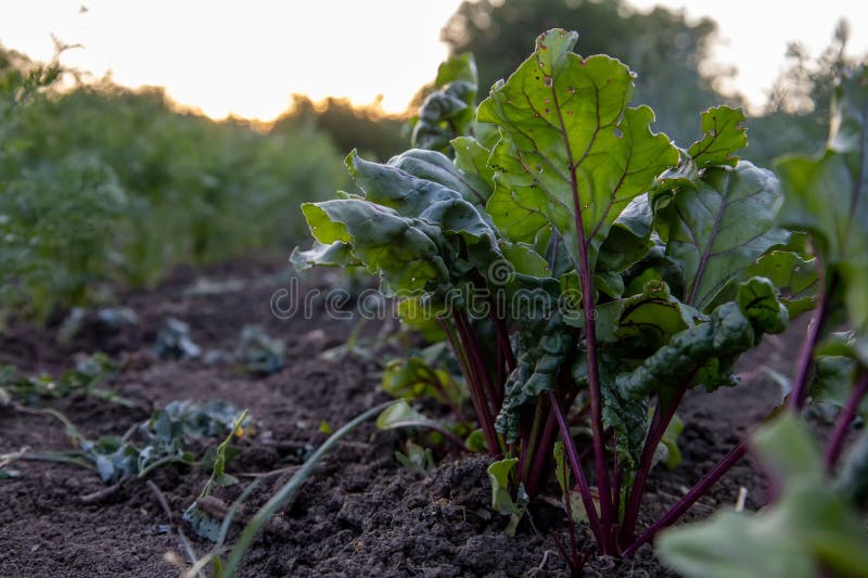 The Beet Plant Grows in the Soil Stock Image - Image of beets, soil ...
