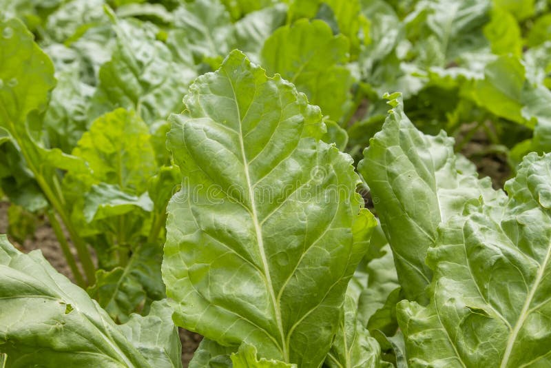 Beet plants stock photo. Image of beet, beta, environment - 190140984