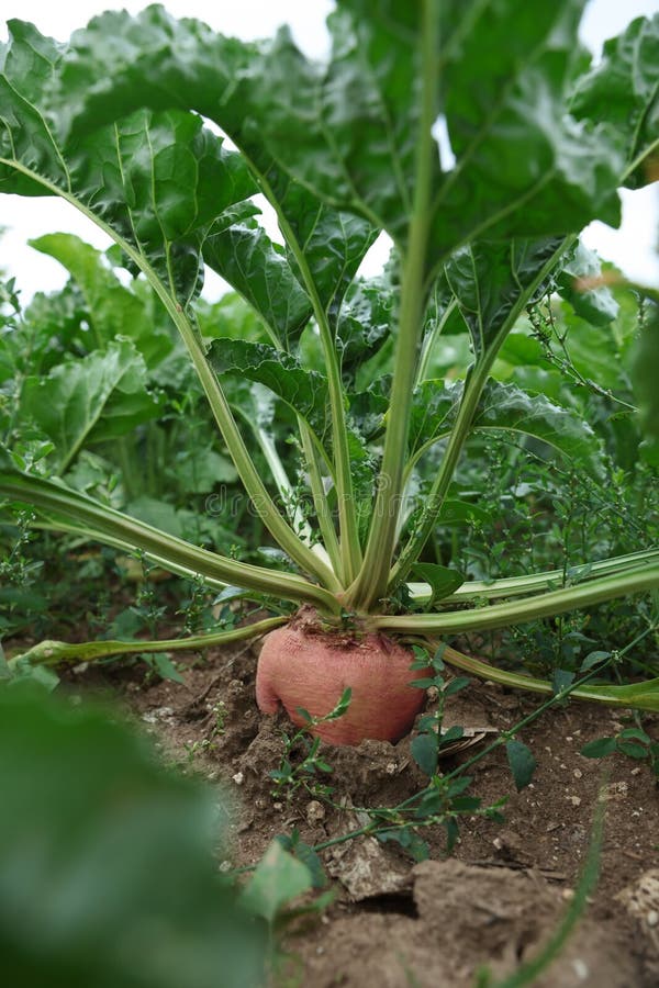 Beautiful Beet Plants with Green Leaves Growing in Field Stock Image ...