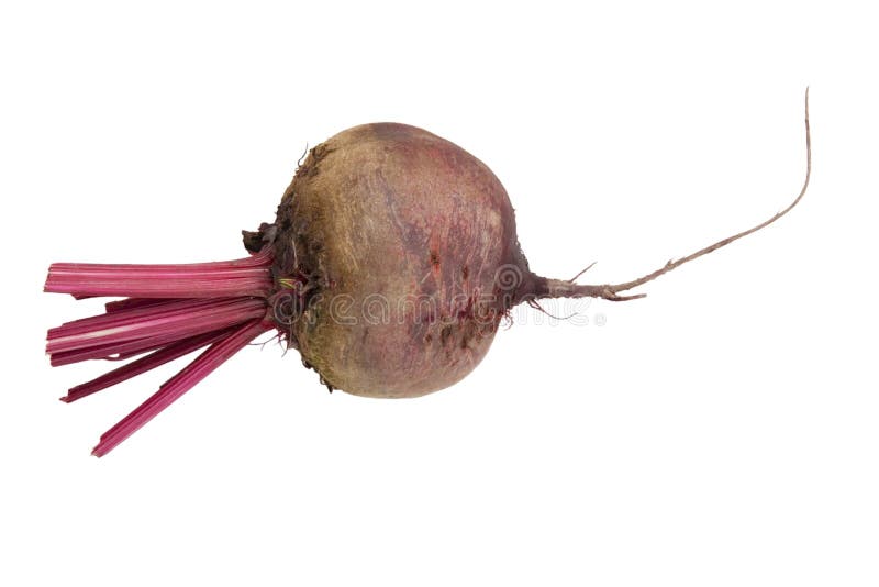 Beet - root. stock photo. Image of farm, root, ripe, garden - 10936976
