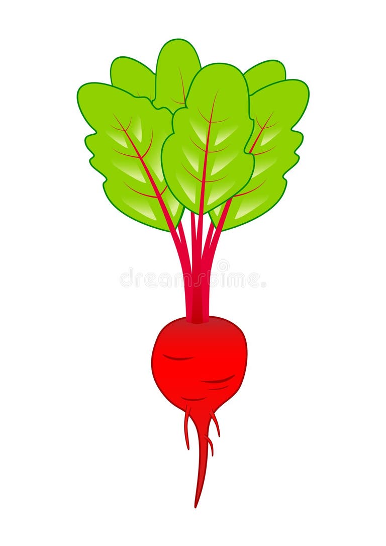 Beet Root Vegetable Stock Illustrations – 10,638 Beet Root Vegetable ...