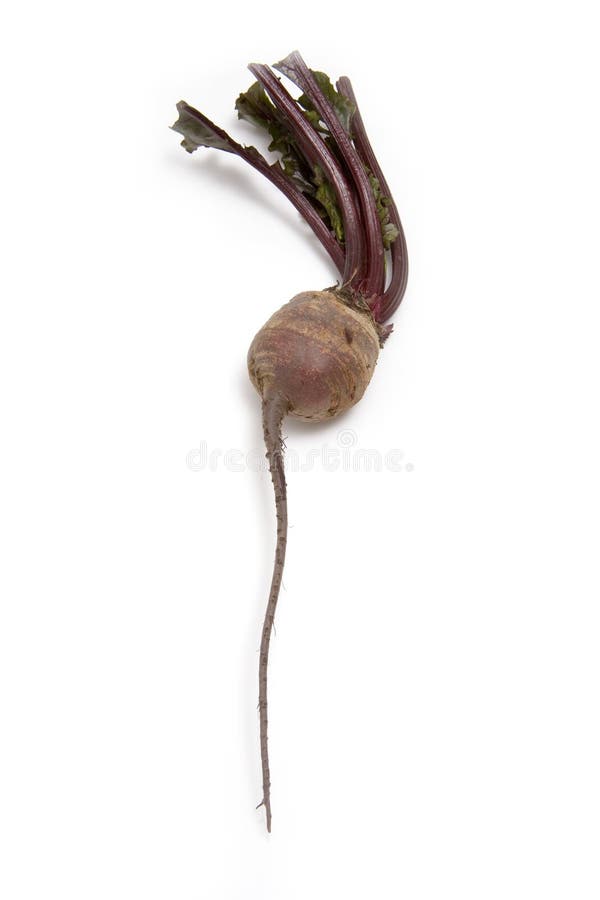 Beet root stock photo. Image of food, growing, vegetables - 1890130
