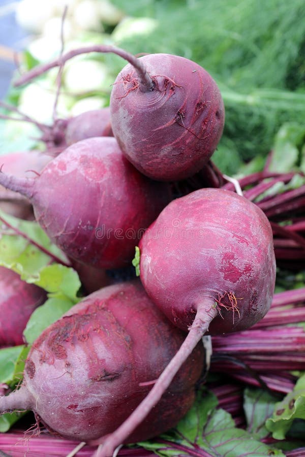 Beet root stock image. Image of ingredient, root, leaf - 42727977