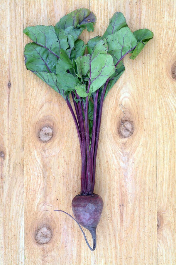 Beet root stock photo. Image of food, closeup, bunch - 45504534