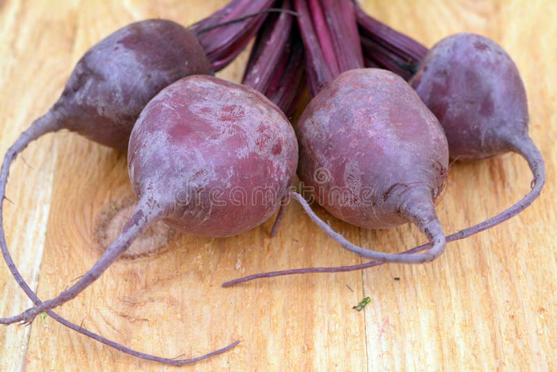 Beet root stock image. Image of beet, root, full, organic - 50705387