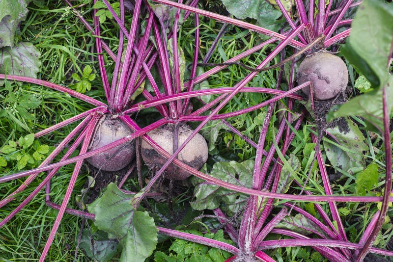 Beet root on ground stock photo. Image of agriculture - 173853290