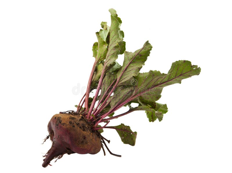 Beet root isolated stock image. Image of purple, healthy - 27853331