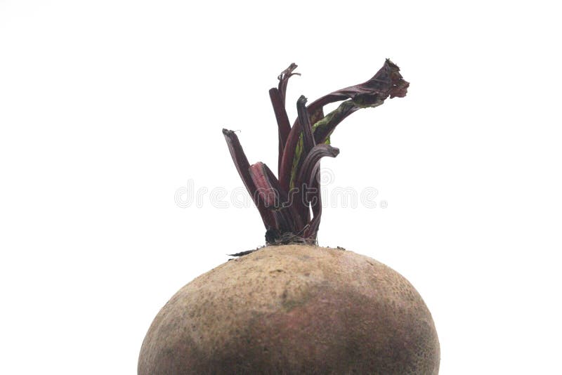 Beet root stock photo. Image of organic, root, healthy - 101321376