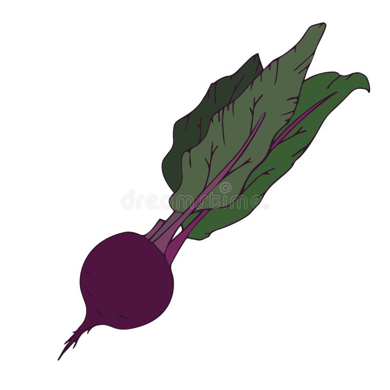 Beet Root, Purple Beet with Green Leaves. Vector Illustration of ...