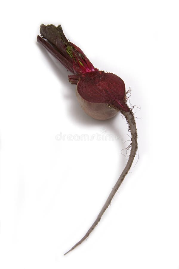 Beet root vegetable stock photo. Image of bright, natural - 1893090