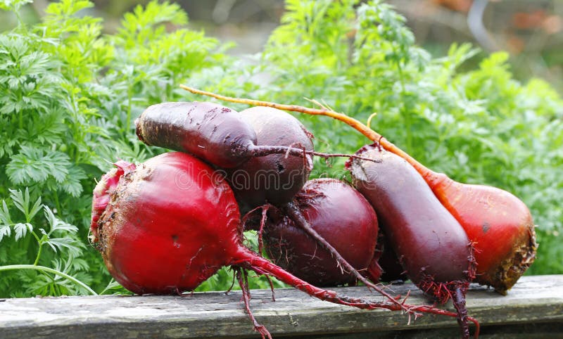 Beet Root Vegetables, Washed for Further Processing Stock Photo - Image ...