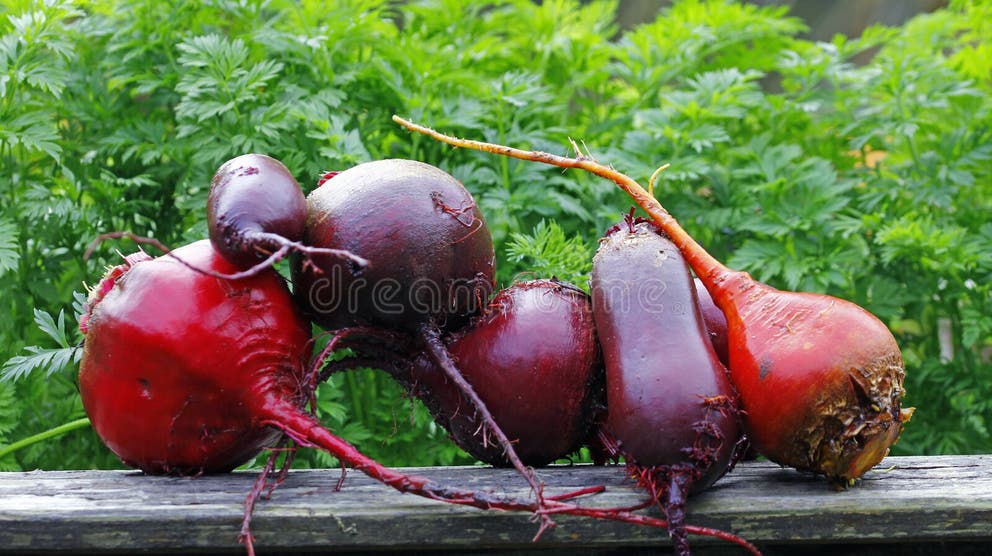 Beet Root Vegetables, Washed for Further Processing Stock Photo - Image ...