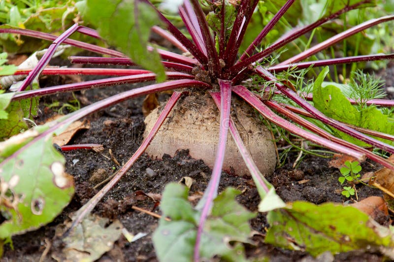 Beet Roots in the Fertile Soil Growing Stock Image - Image of grow ...