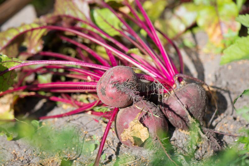 Beet roots in garden stock photo. Image of sunshine, ripe - 42956920