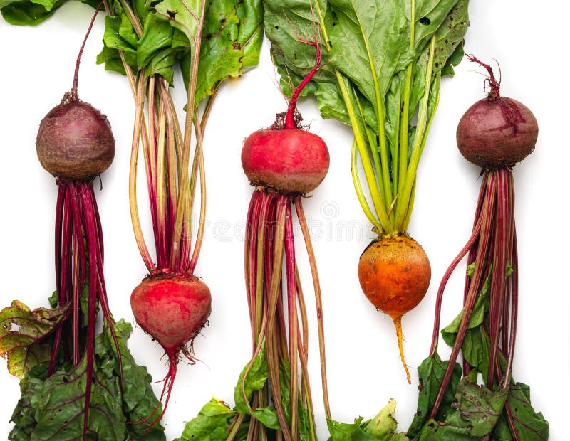 Beet Roots Rainbow Colors - Summer Harvest! Stock Photo - Image of ...