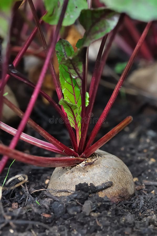Beet in the soil stock photo. Image of growth, leaves - 34412706