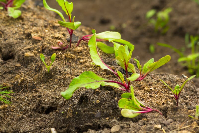 Beet sprout stock image. Image of seedling, dirt, macro - 74371235