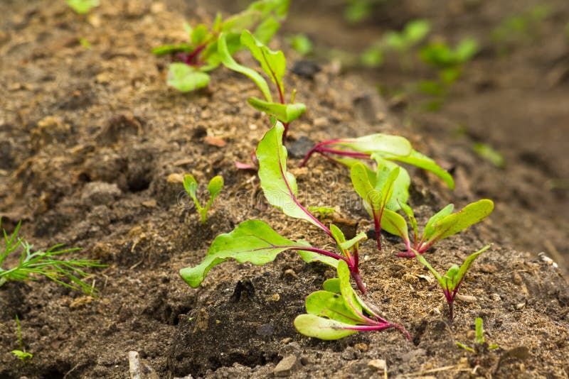 Beet sprout stock image. Image of cultivated, beet, botany - 74468877