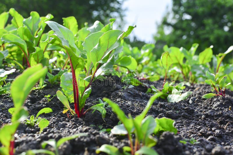 Beet Tops on the Background Soils Stock Image - Image of grow, food ...