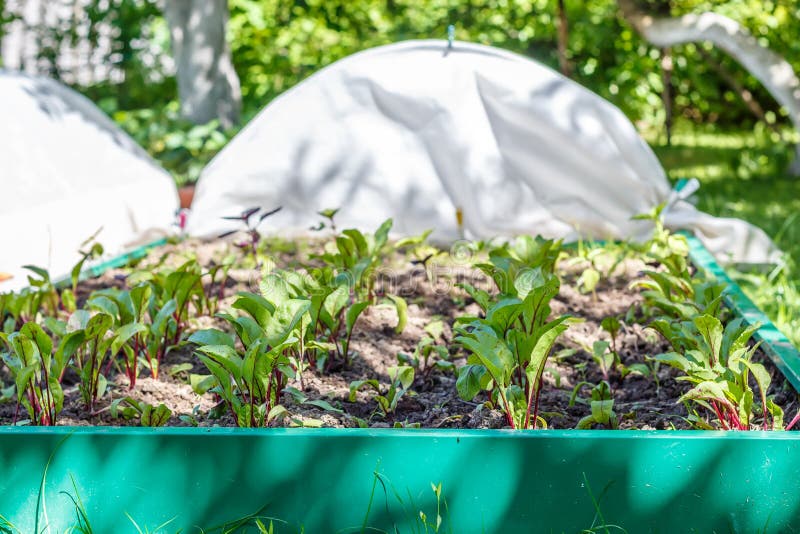 The beet tops. stock photo. Image of nature, greens, garden - 56477560