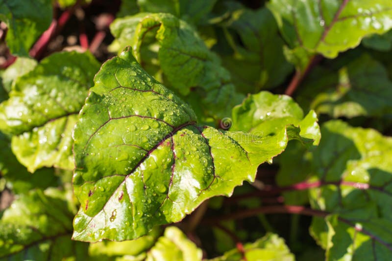 Beet tops with raindrops stock image. Image of farm - 172412177
