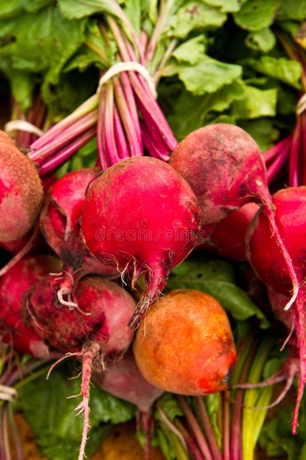 Beet Variety stock image. Image of grown, beat, vegetarian - 15803061