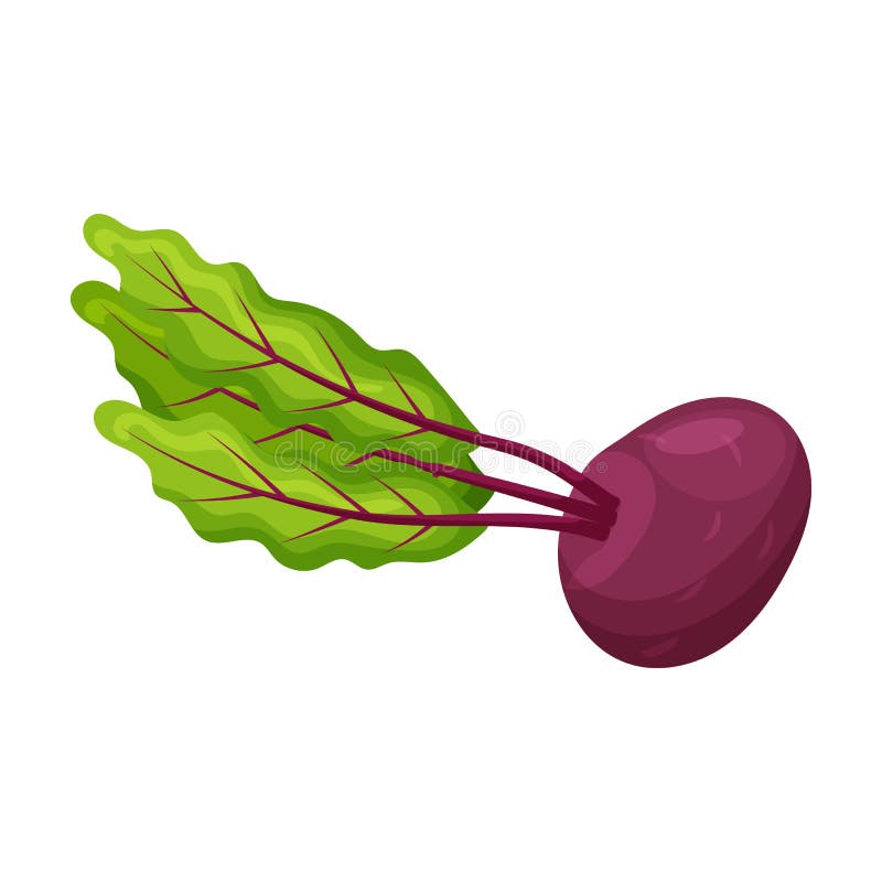 Beet Vector Icon.Black Vector Icon Isolated on White Background Beet ...