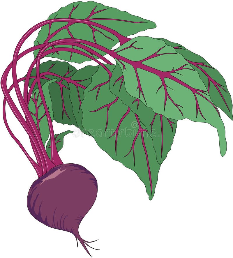 Beet Vector Illustration stock vector. Illustration of food - 134235640