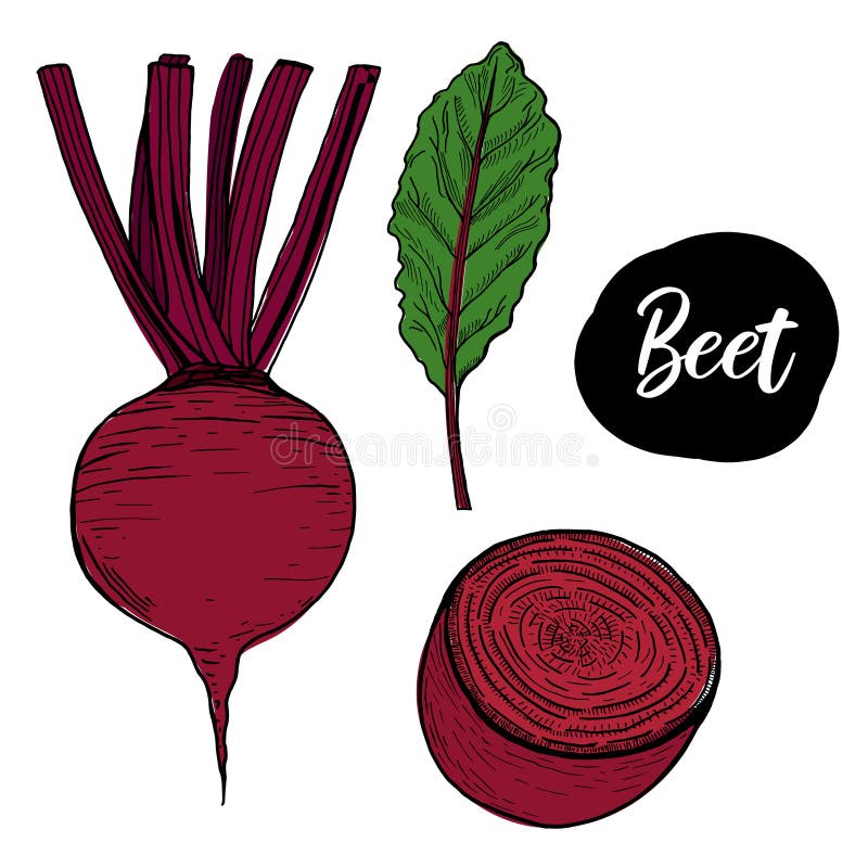 Beet in a Vector Style Isolated. Color Sketch. Beetroot Illustration ...