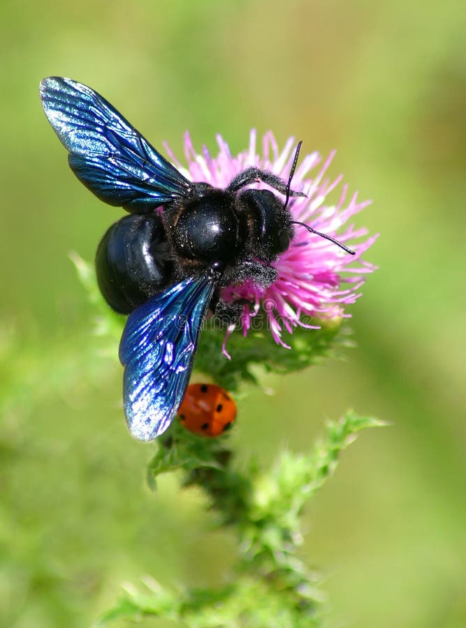 Juvenile Beetle Larva or Nymph Stock Image - Image of aquatic, great ...