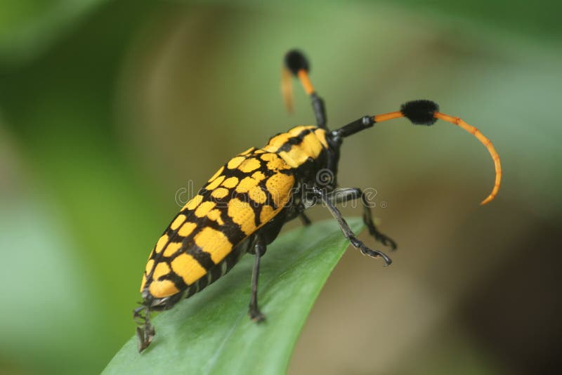 Eupholus Magnificus, a Blue Exotic Weevil Stock Photo - Image of ...