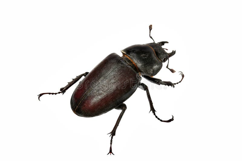 Beetle stock image. Image of foot, black, feeler, white - 2761711