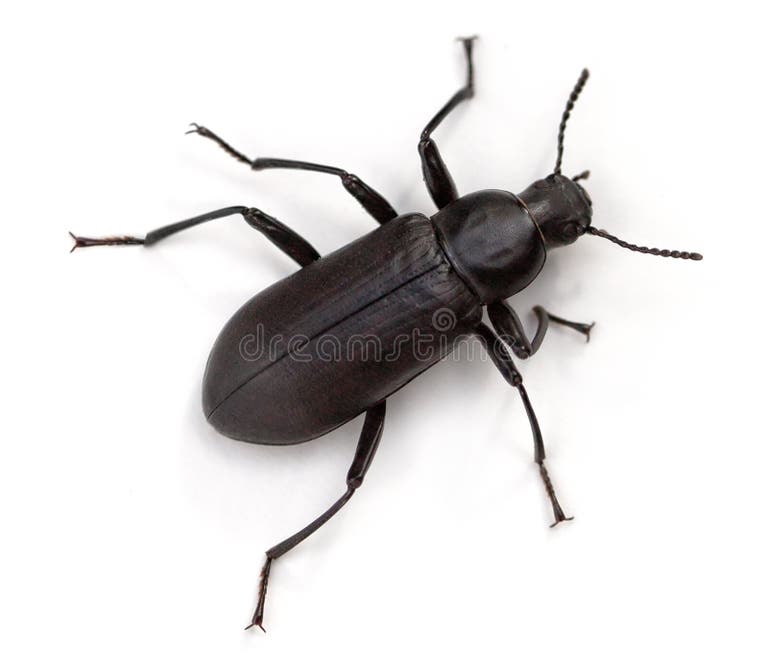 2,516 Beetle Top View Stock Photos - Free & Royalty-Free Stock Photos ...