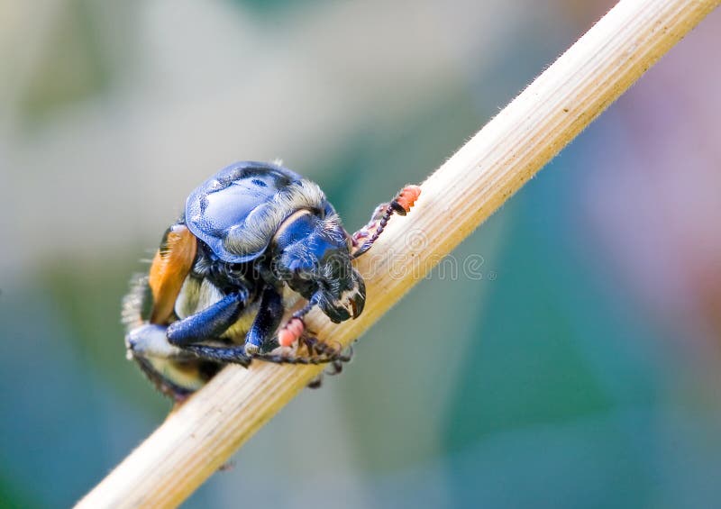 Beetle stock image. Image of macro, color, fangs, close - 3266769