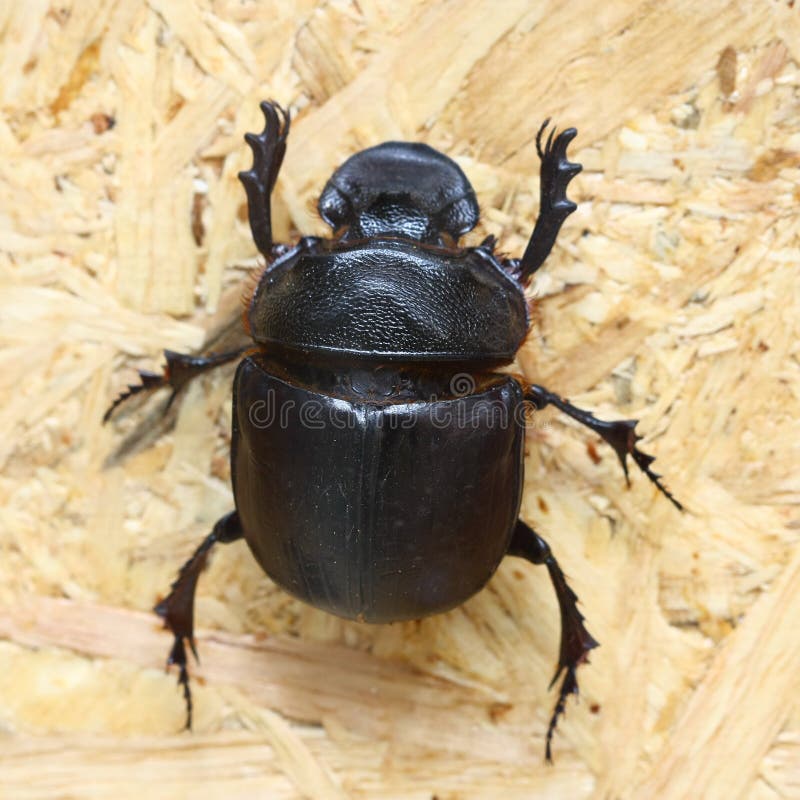 Beetle stock photo. Image of alien, eupatorus, horned - 50565308