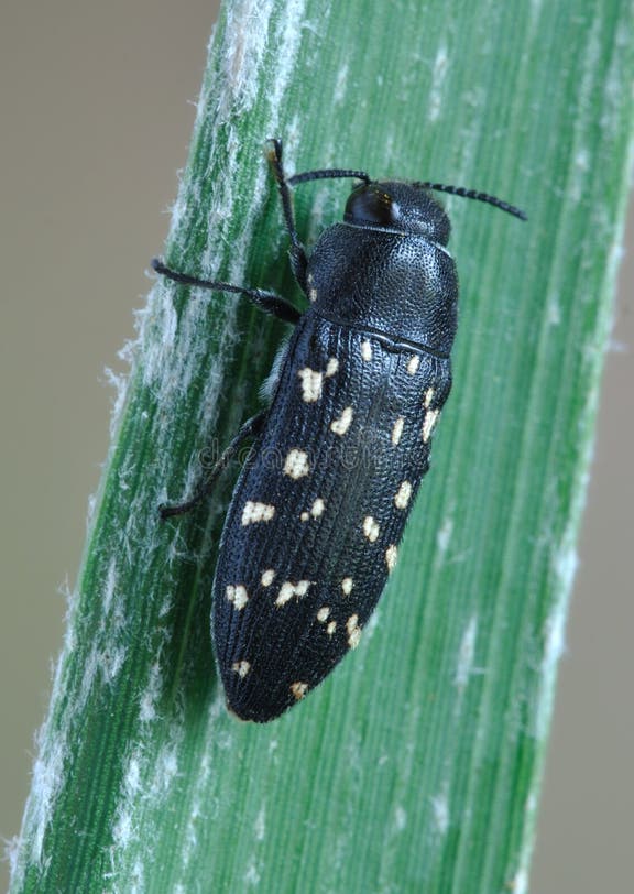 Beetle Acmaeodera Simulans Simulans Stock Image - Image of spotted ...